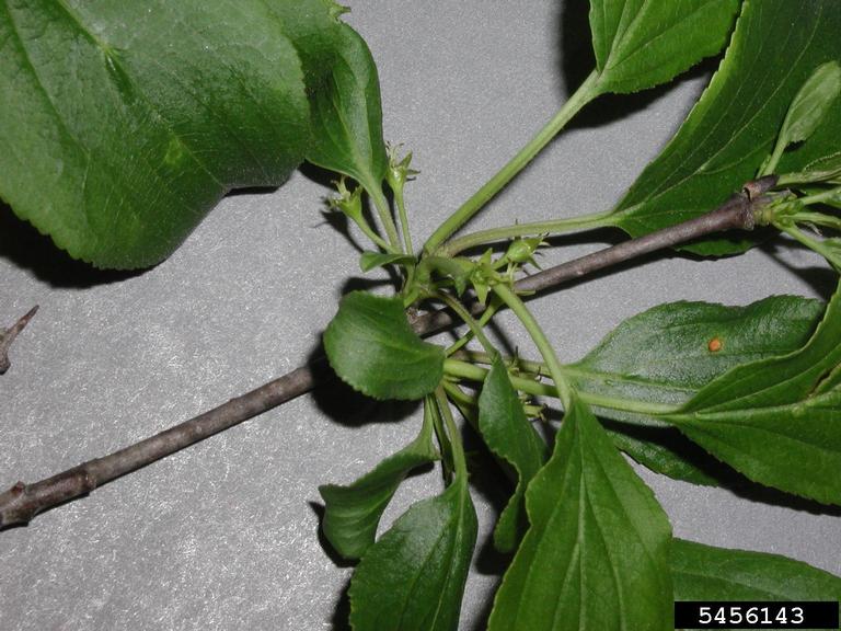common buckthorn, European buckthorn (Rhamnus cathartica)