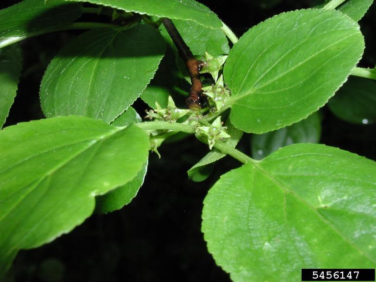 common buckthorn, European buckthorn (Rhamnus cathartica L.)