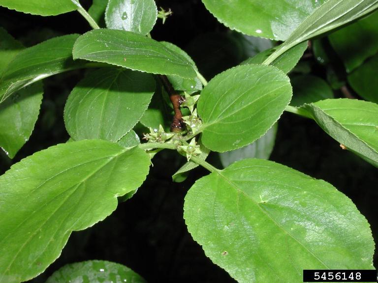 common buckthorn, European buckthorn (Rhamnus cathartica L.)