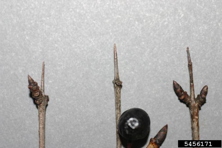 common buckthorn, European buckthorn (Rhamnus cathartica L.)