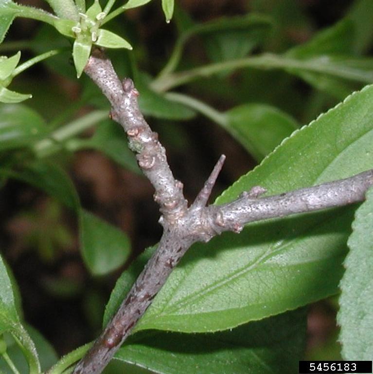 common buckthorn, European buckthorn (Rhamnus cathartica L.)
