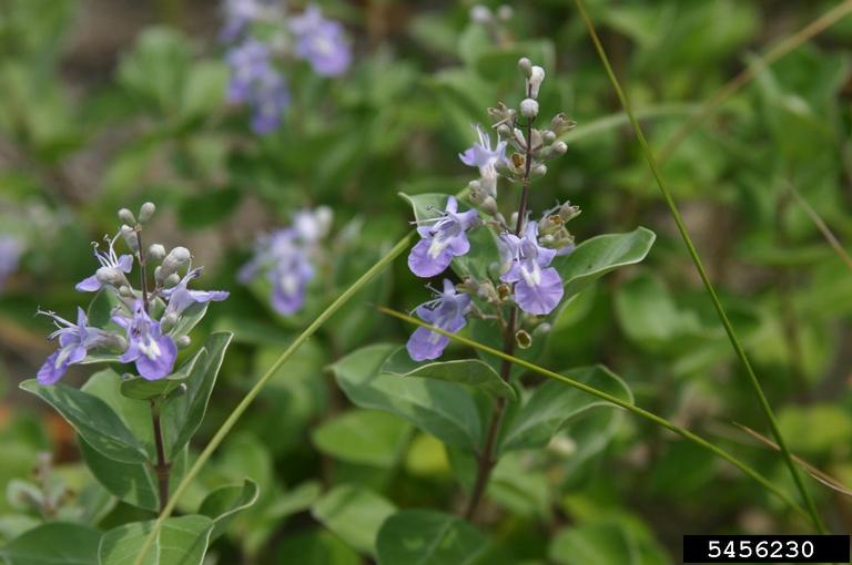 beach vitex (Vitex rotundifolia L. f.)