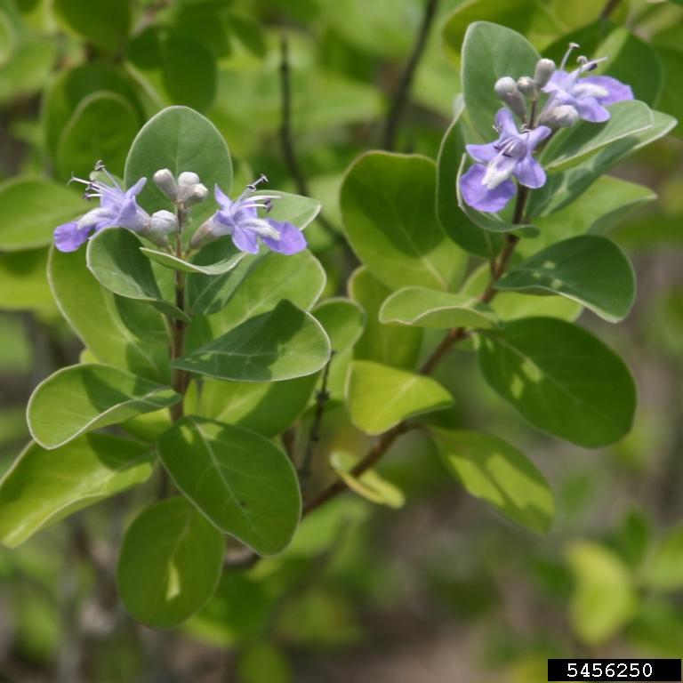 beach vitex (Vitex rotundifolia L. f.)