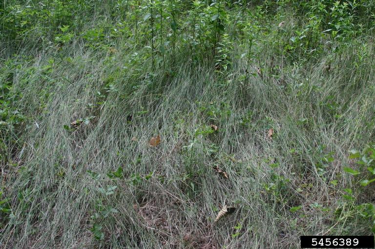 bulbous bluegrass (Poa bulbosa L.)