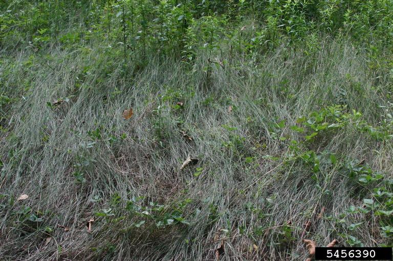 bulbous bluegrass (Poa bulbosa L.)