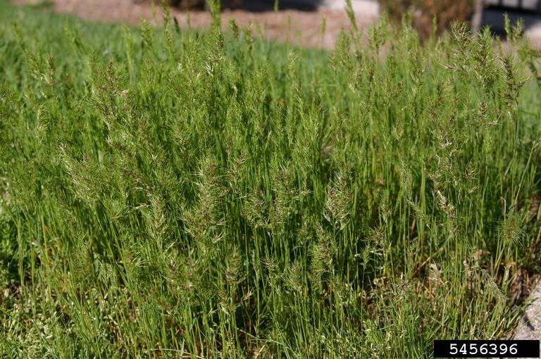 bulbous bluegrass (Poa bulbosa L.)