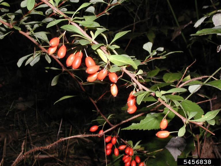 Japanese barberry (Berberis thunbergii DC.)