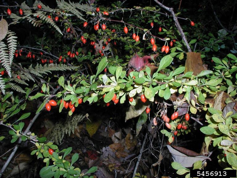 Japanese barberry (Berberis thunbergii DC.)