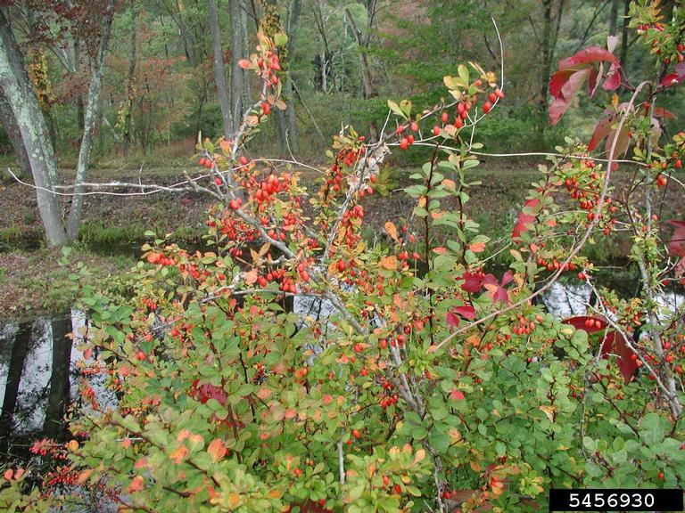 Japanese barberry (Berberis thunbergii DC.)