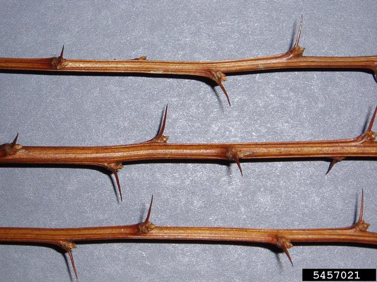 Japanese barberry (Berberis thunbergii DC.)