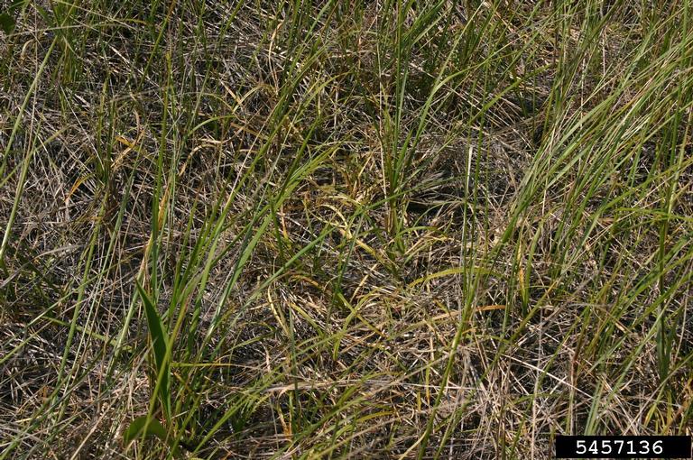 Japanese sedge (Carex kobomugi Ohwi)