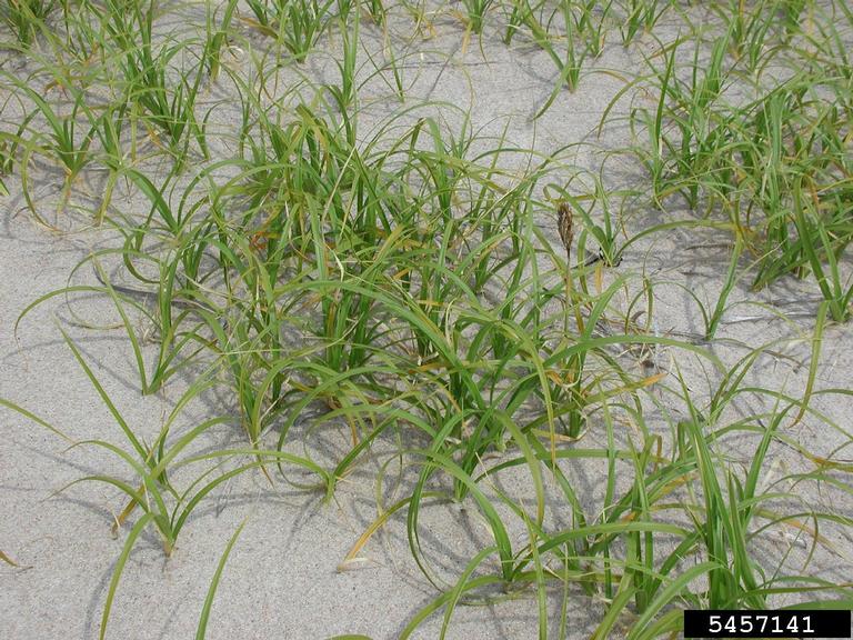 Japanese sedge (Carex kobomugi Ohwi)