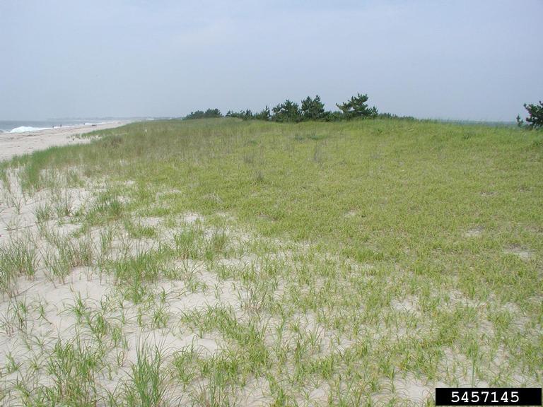 Japanese sedge (Carex kobomugi Ohwi)