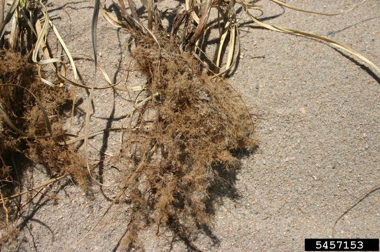 Japanese sedge (Carex kobomugi Ohwi)