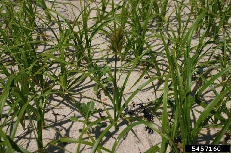 Japanese sedge (Carex kobomugi Ohwi)