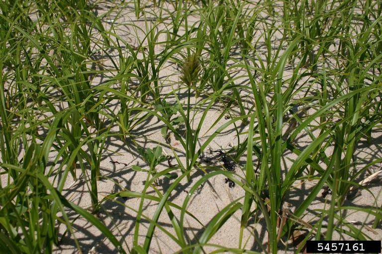 Japanese sedge (Carex kobomugi Ohwi)