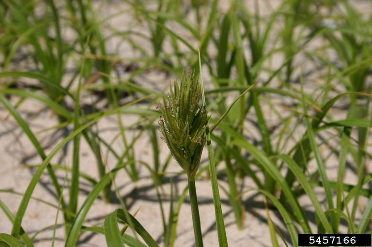 Japanese sedge (Carex kobomugi Ohwi)