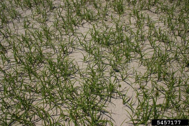 Japanese sedge (Carex kobomugi Ohwi)