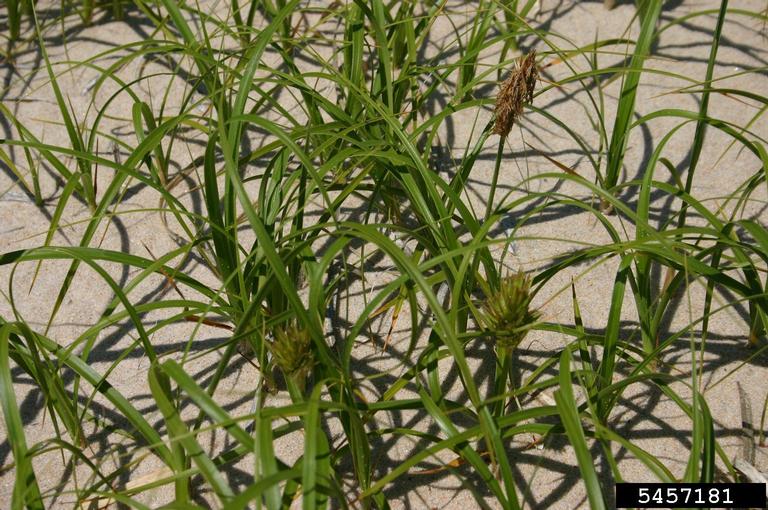 Japanese sedge (Carex kobomugi Ohwi)