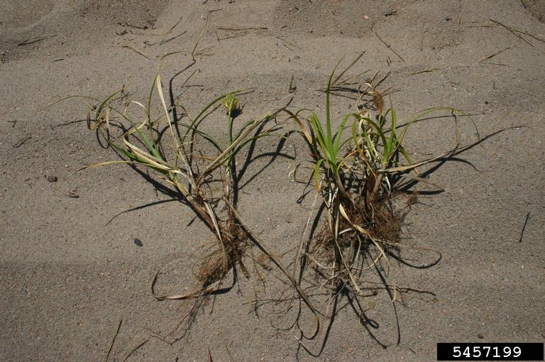 Japanese sedge (Carex kobomugi Ohwi)
