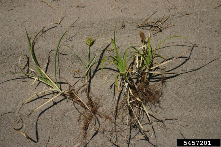 Japanese sedge (Carex kobomugi Ohwi)