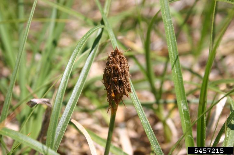 Japanese sedge (Carex kobomugi Ohwi)