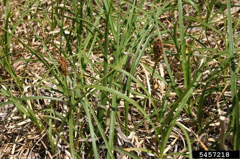 Japanese sedge (Carex kobomugi Ohwi)
