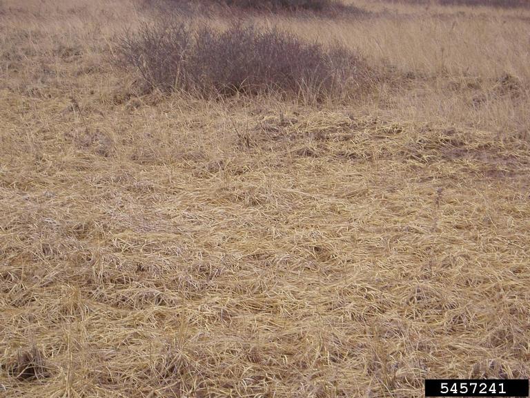 Japanese sedge (Carex kobomugi Ohwi)