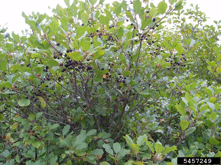 glossy buckthorn (Frangula alnus Mill.)