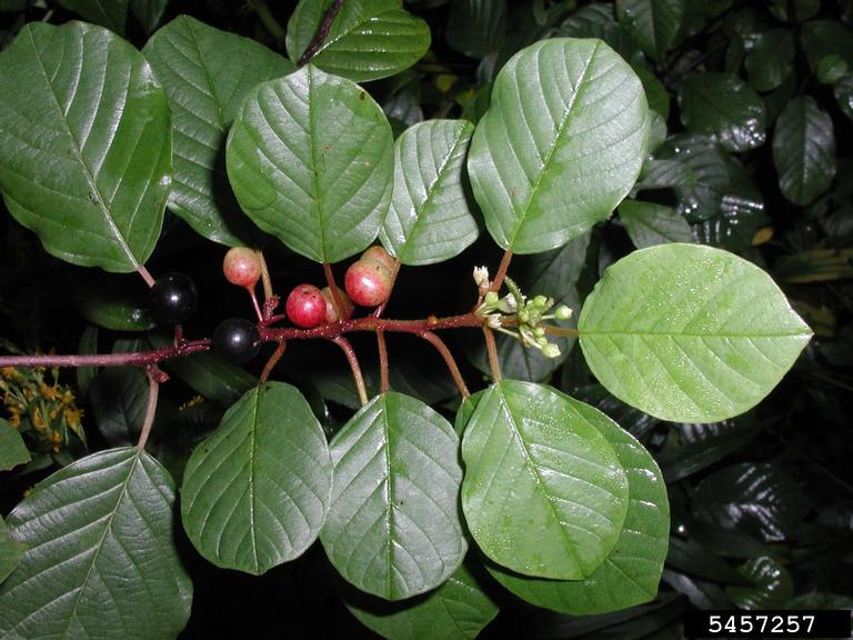 glossy buckthorn (Frangula alnus)