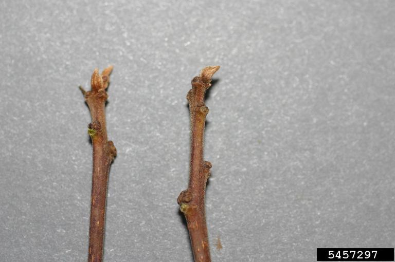glossy buckthorn (Frangula alnus Mill.)