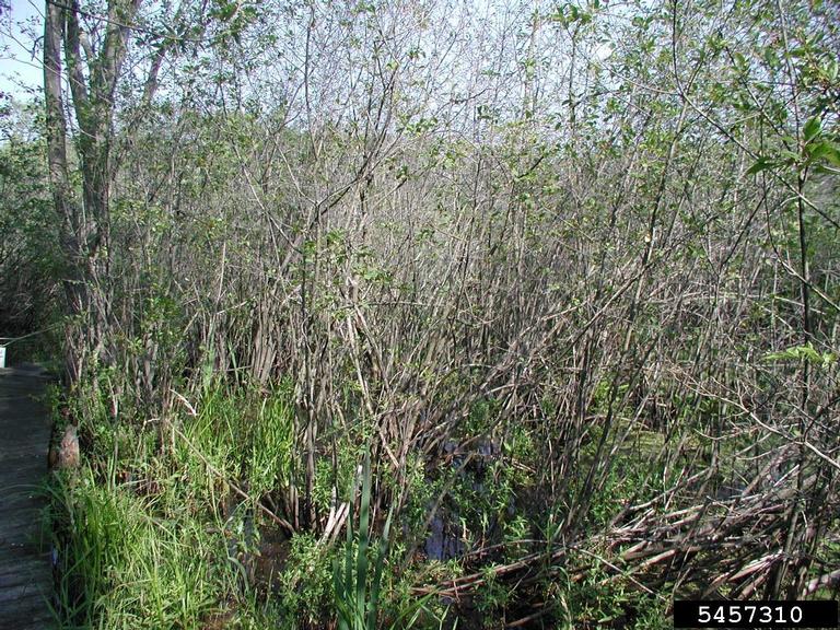 glossy buckthorn (Frangula alnus Mill.)
