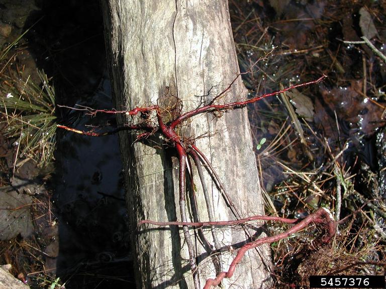 glossy buckthorn (Frangula alnus Mill.)