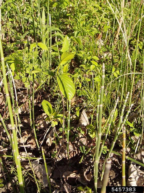 glossy buckthorn (Frangula alnus Mill.)