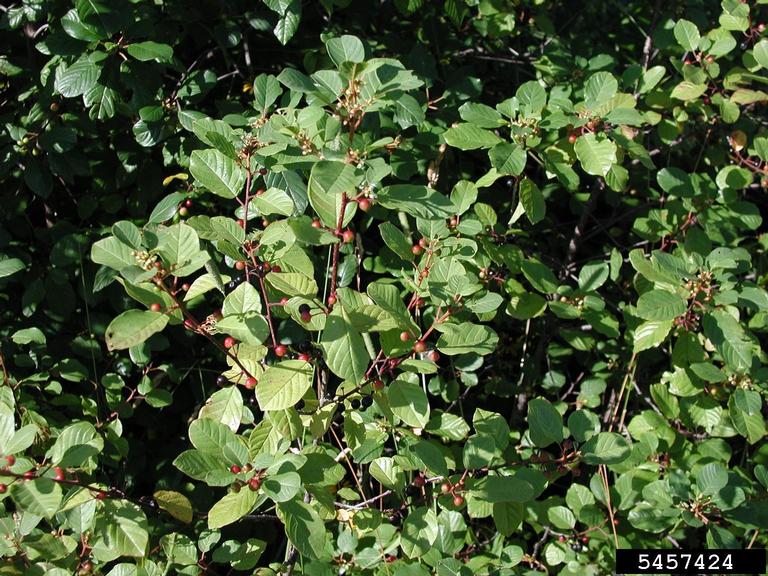 glossy buckthorn (Frangula alnus Mill.)