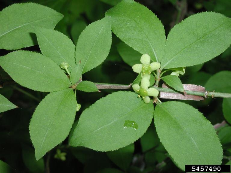 winged burning bush (Euonymus alatus (Thunb.) Sieb.)