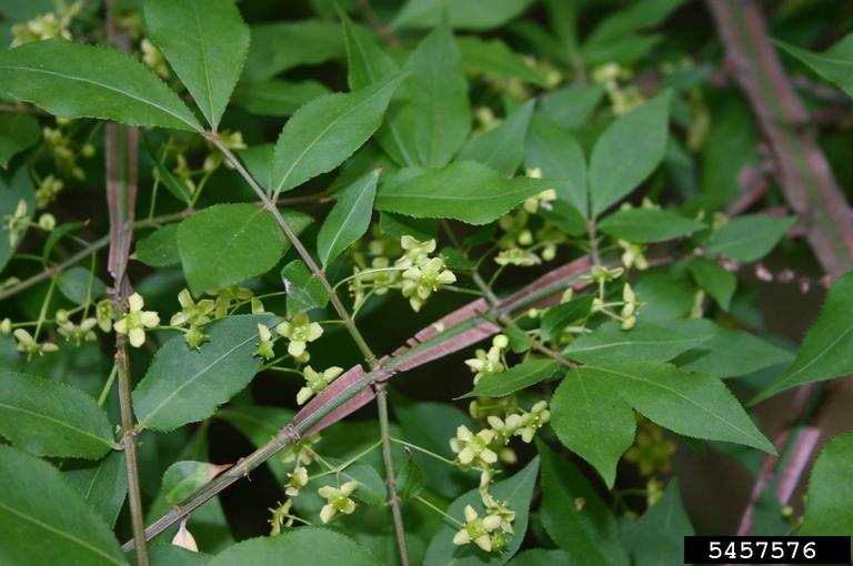 winged burning bush (Euonymus alatus (Thunb.) Sieb.)