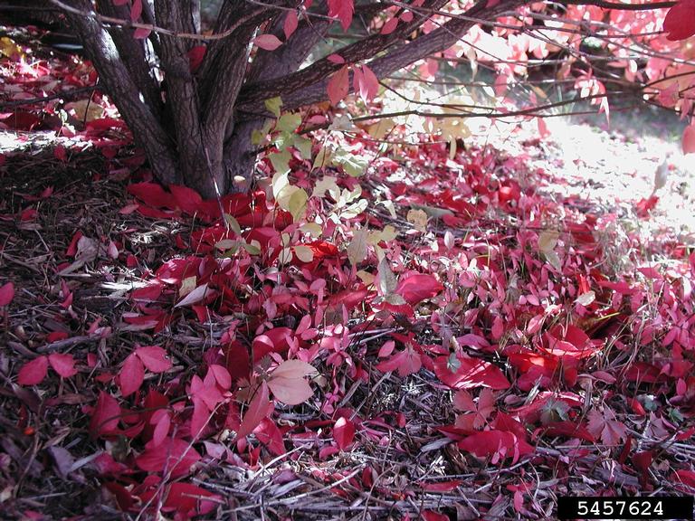 winged burning bush (Euonymus alatus (Thunb.) Sieb.)