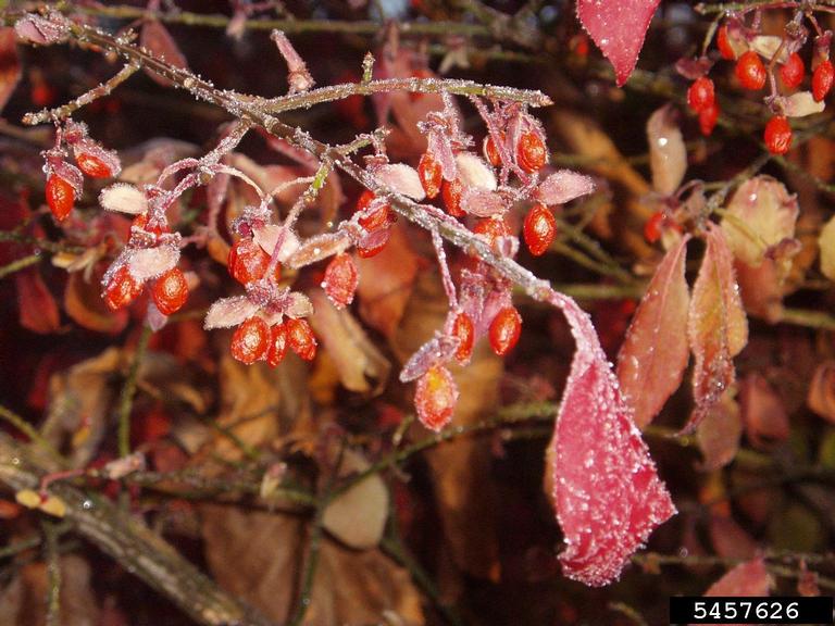 winged burning bush (Euonymus alatus (Thunb.) Sieb.)