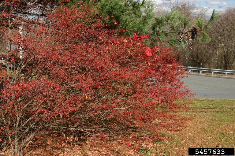 winged burning bush (Euonymus alatus (Thunb.) Sieb.)