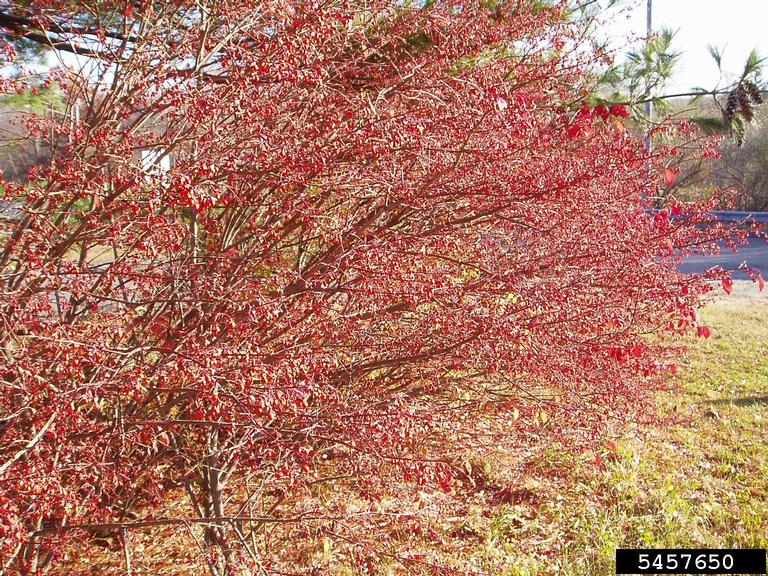 winged burning bush (Euonymus alatus (Thunb.) Sieb.)