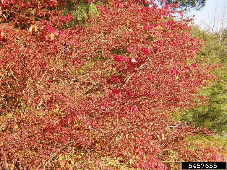winged burning bush (Euonymus alatus (Thunb.) Sieb.)