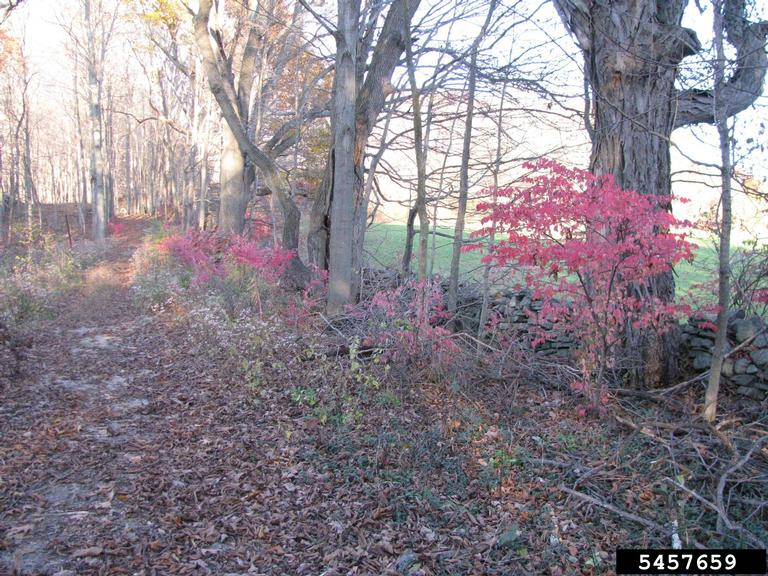 winged burning bush (Euonymus alatus (Thunb.) Sieb.)