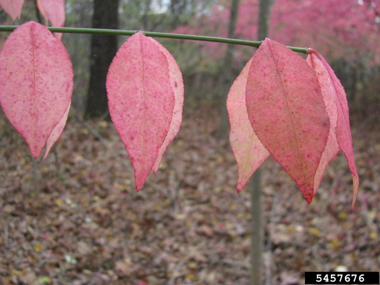 winged burning bush (Euonymus alatus (Thunb.) Sieb.)