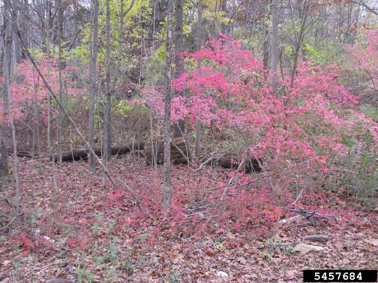 winged burning bush (Euonymus alatus (Thunb.) Sieb.)