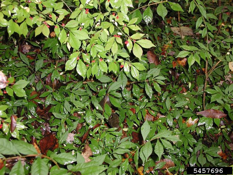 winged burning bush (Euonymus alatus (Thunb.) Sieb.)