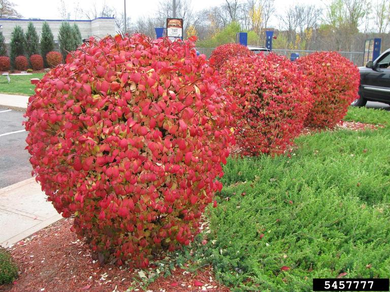 winged burning bush (Euonymus alatus (Thunb.) Sieb.)