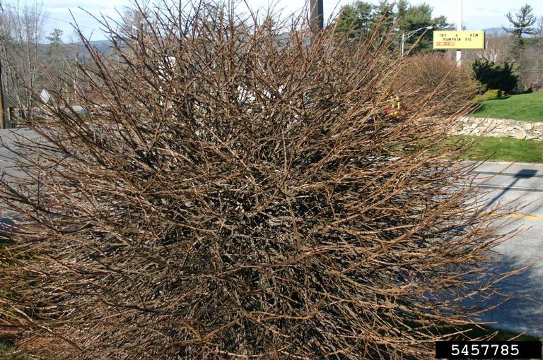 winged burning bush (Euonymus alatus (Thunb.) Sieb.)