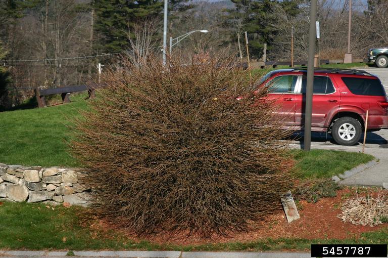 winged burning bush (Euonymus alatus (Thunb.) Sieb.)
