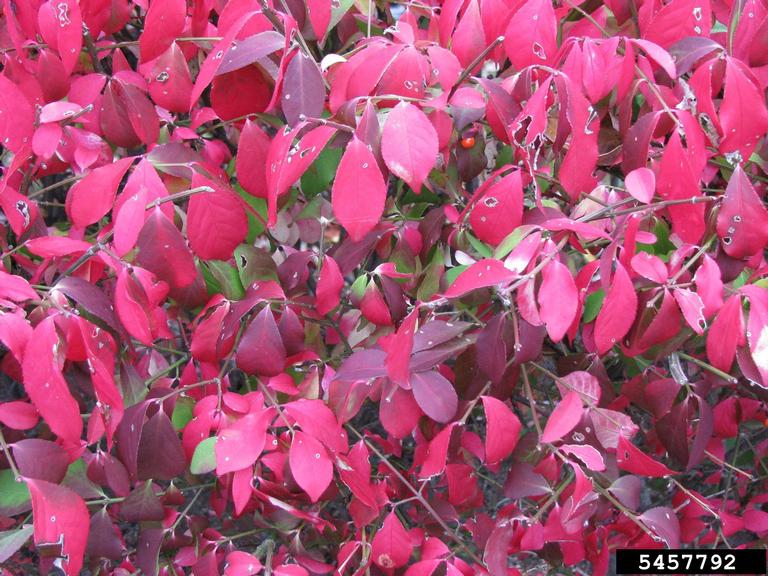 winged burning bush (Euonymus alatus (Thunb.) Sieb.)